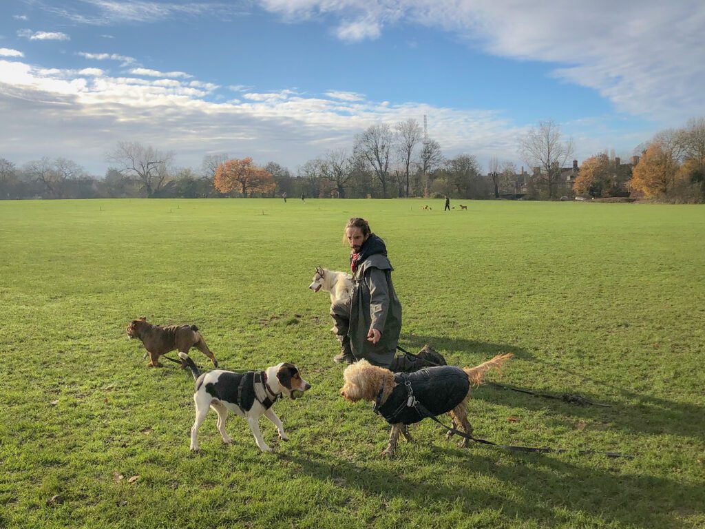 Dog Walking Services in London - Dog Shepherds